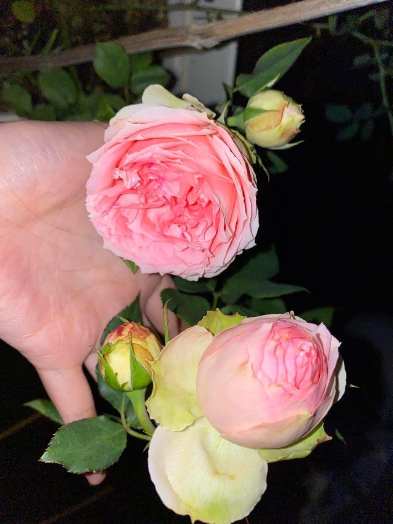 The First Lady rose, Furniture & Home Living, Gardening, Plants & Seeds ...