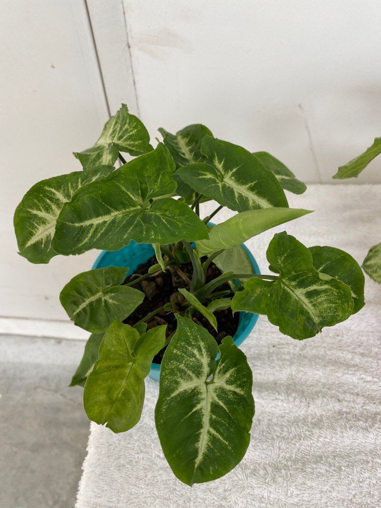 Arrow plant, Furniture & Home Living, Gardening, Plants & Seeds on ...