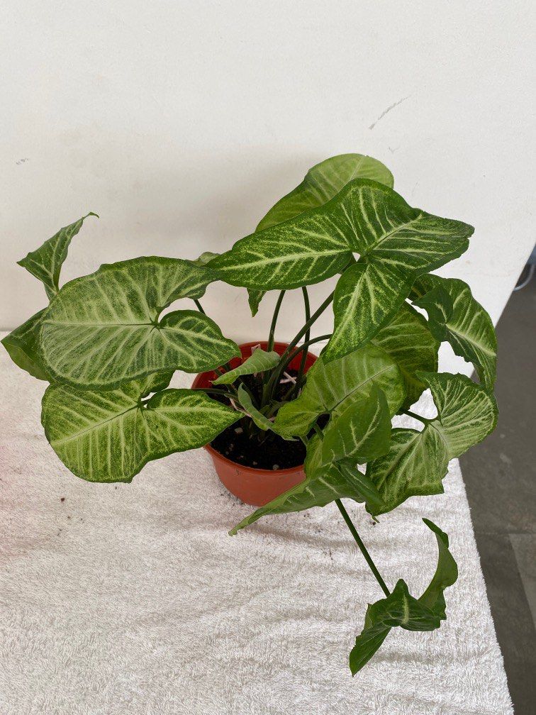 Arrow plants, Furniture & Home Living, Gardening, Plants & Seeds on ...