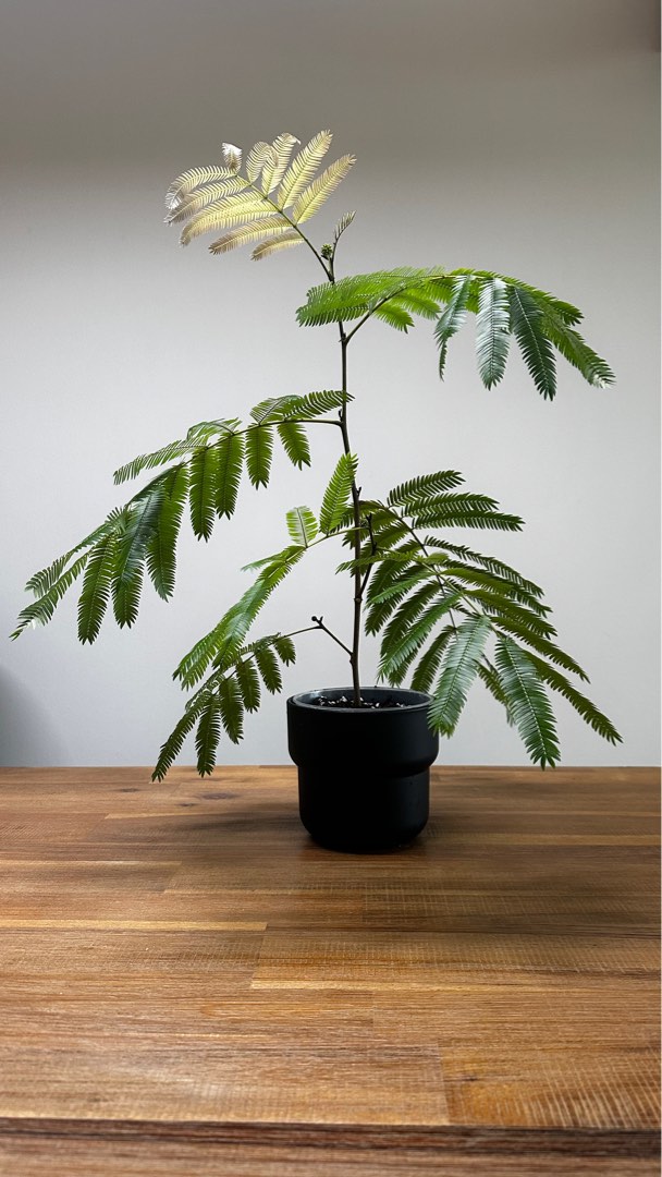 Everfresh Tree (Pithecellobium Confertum), Furniture & Home Living ...