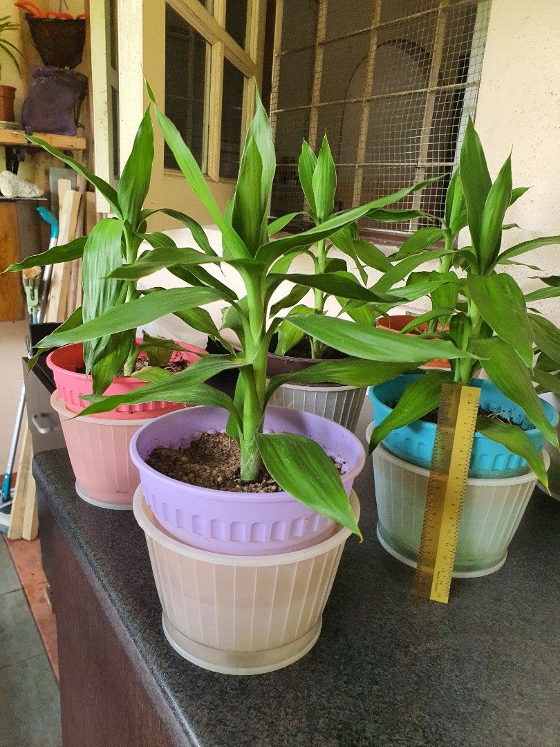 Guan Yin Bamboo Plants, Furniture & Home Living, Gardening, Pots ... Guan Yin Bamboo Plants, Furniture & Home Living, Gardening, Pots ...