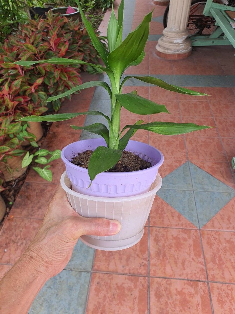 Guan Yin Bamboo Plants, Furniture & Home Living, Gardening, Pots ... Guan Yin Bamboo Plants, Furniture & Home Living, Gardening, Pots ...