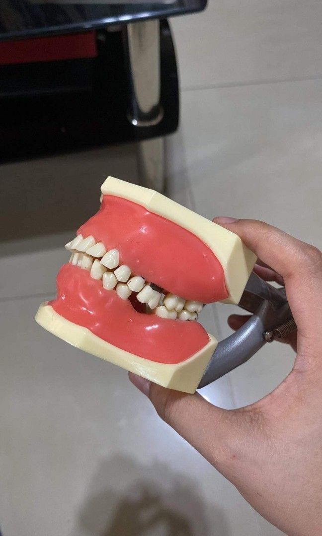 Perio Model, Health & Nutrition, Medical Supplies & Tools on Carousell