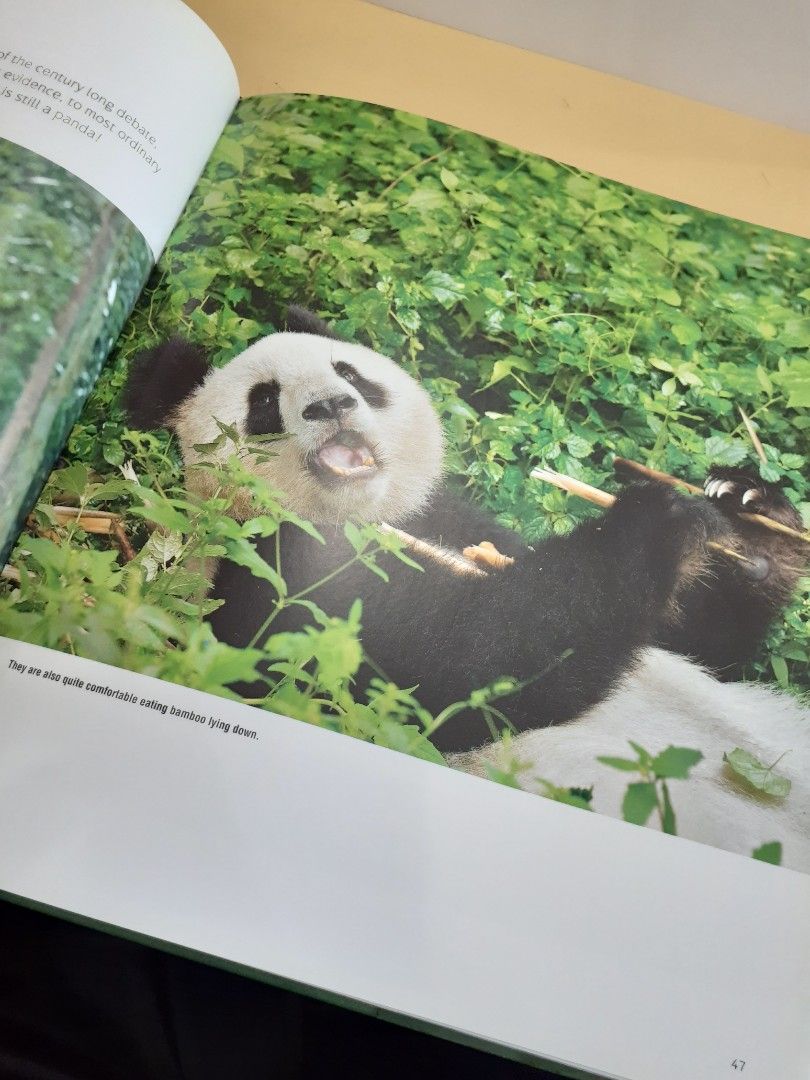 (ENG) A Visual Celebration Of Giant Pandas, Hobbies & Toys, Books ...