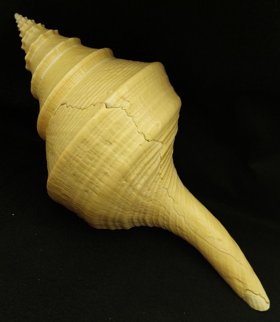 Extraordinary Impressive Display and Collectible Seashell, Syrinx ...