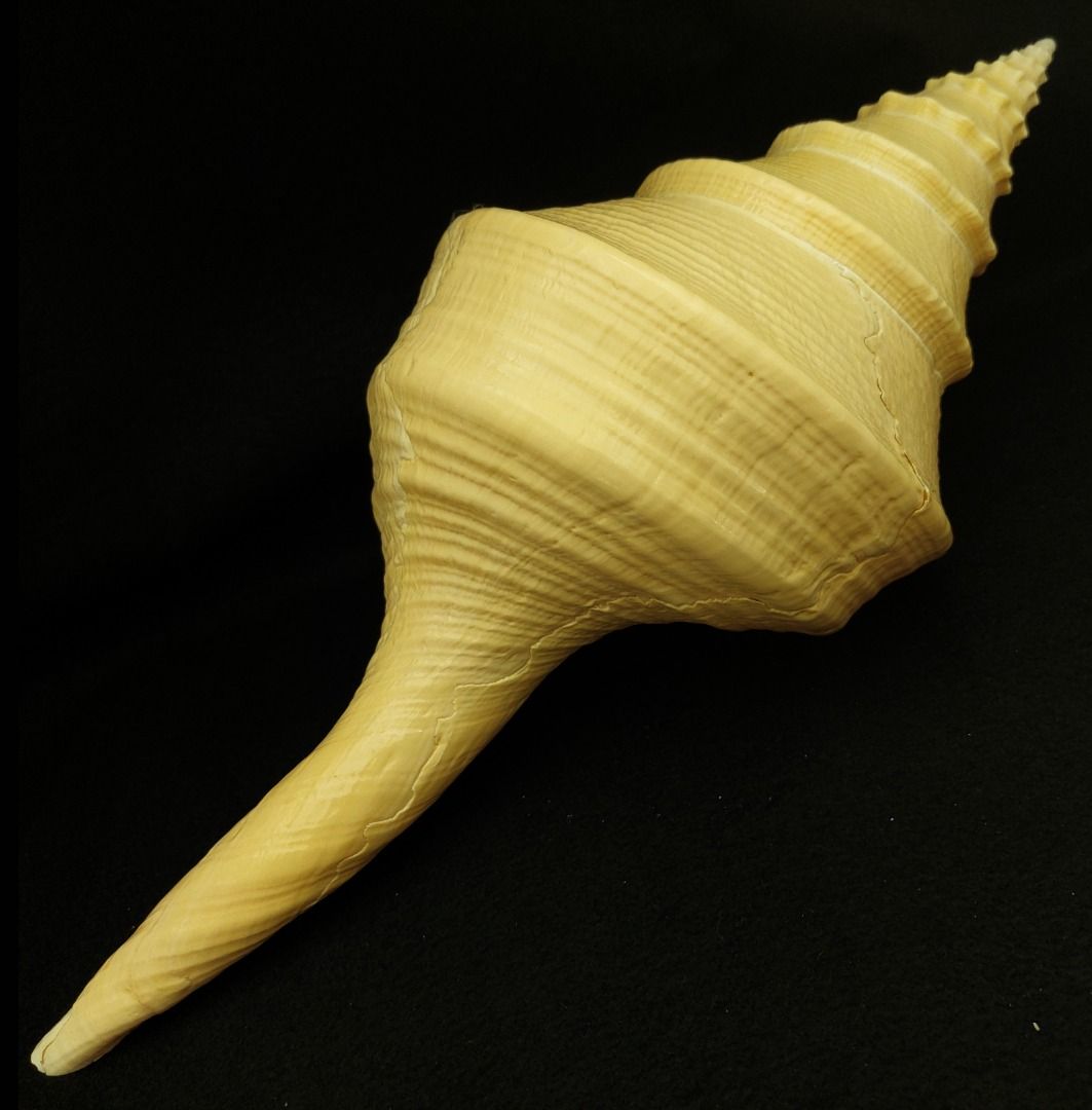 Extraordinary Impressive Display and Collectible Seashell, Syrinx ...