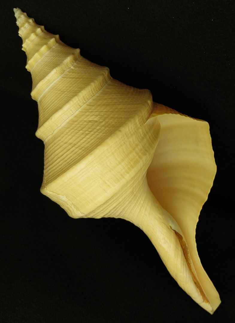 Extraordinary Impressive Display and Collectible Seashell, Syrinx ...