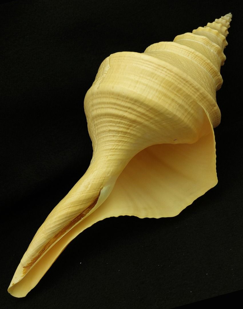 Extraordinary Impressive Display and Collectible Seashell, Syrinx ...