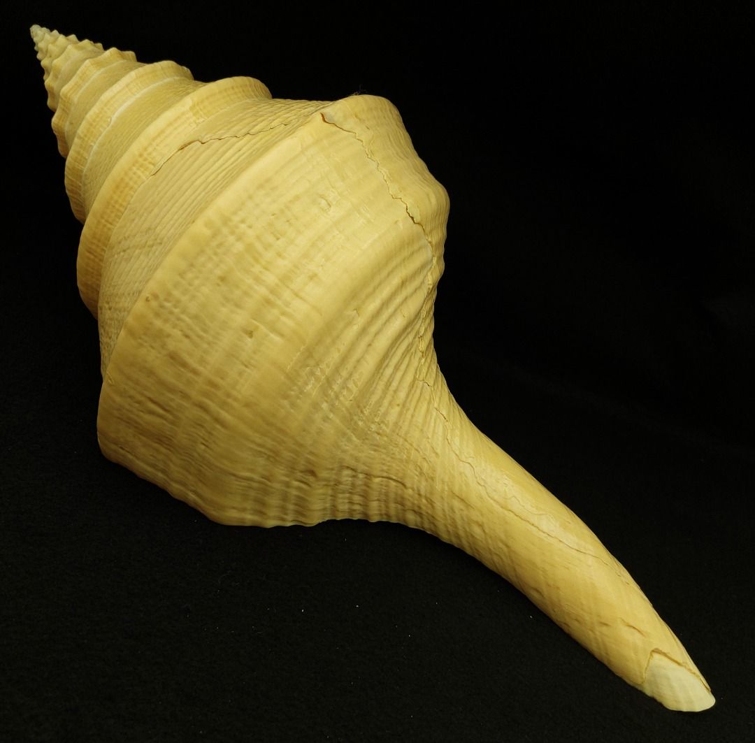 Extraordinary Impressive Display and Collectible Seashell, Syrinx ...