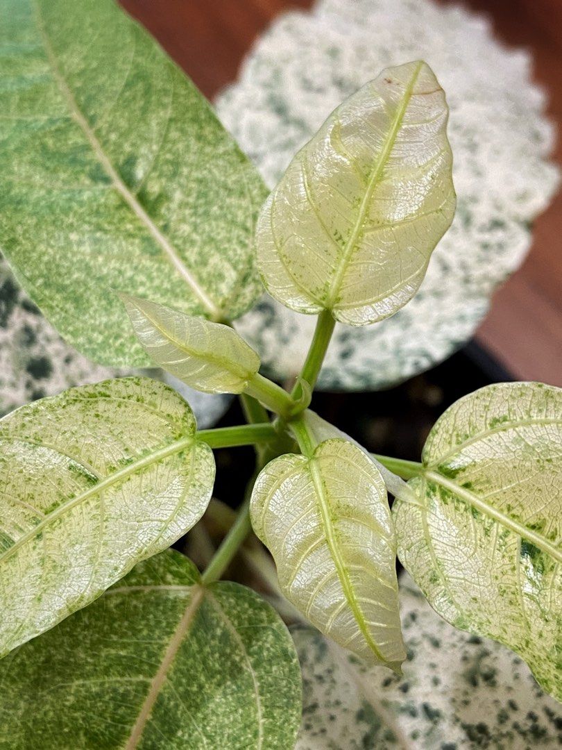 Ficus Snowstorm (top cut) - with 3 side shoots, Furniture & Home Living ...