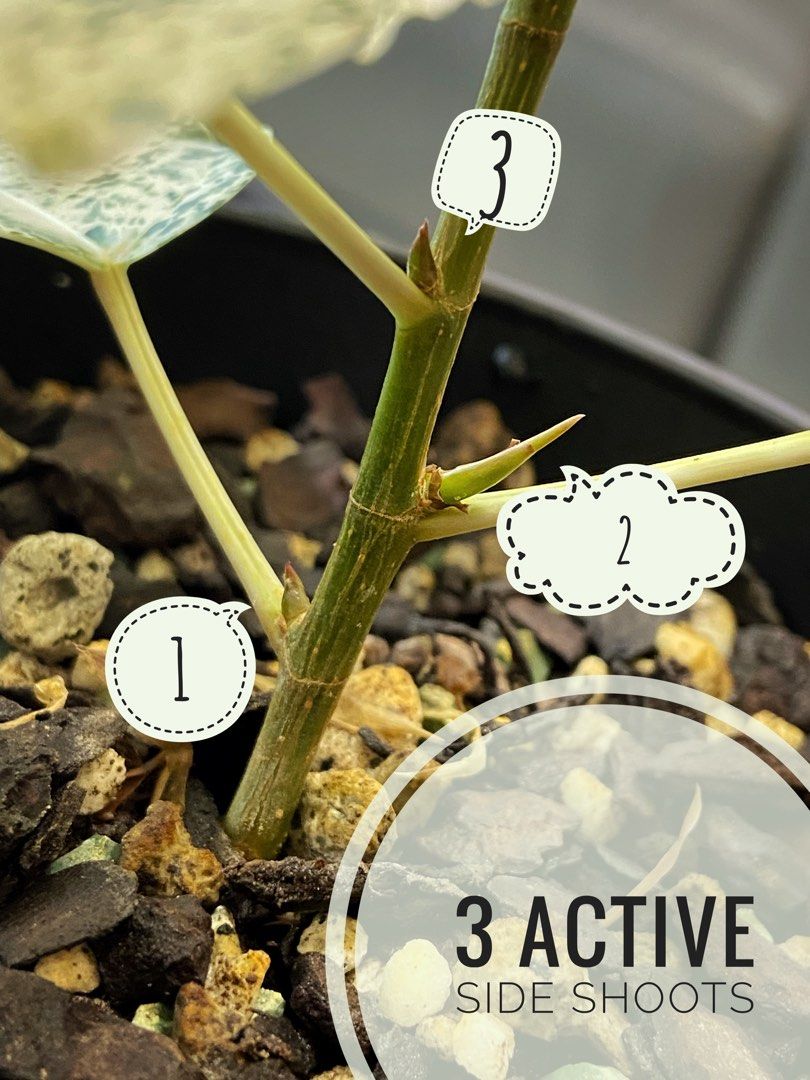 Ficus Snowstorm (top cut) - with 3 side shoots, Furniture & Home Living ...