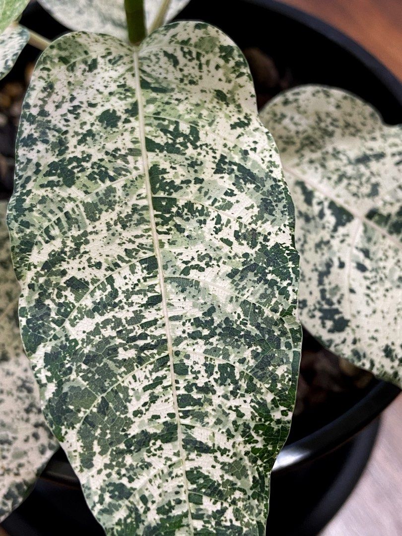 Ficus Snowstorm (top cut) - with 3 side shoots, Furniture & Home Living ...