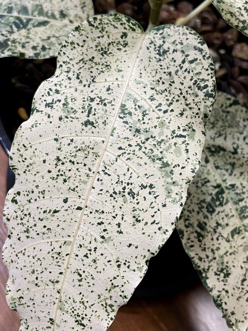 Ficus Snowstorm (top cut) - with 3 side shoots, Furniture & Home Living ...