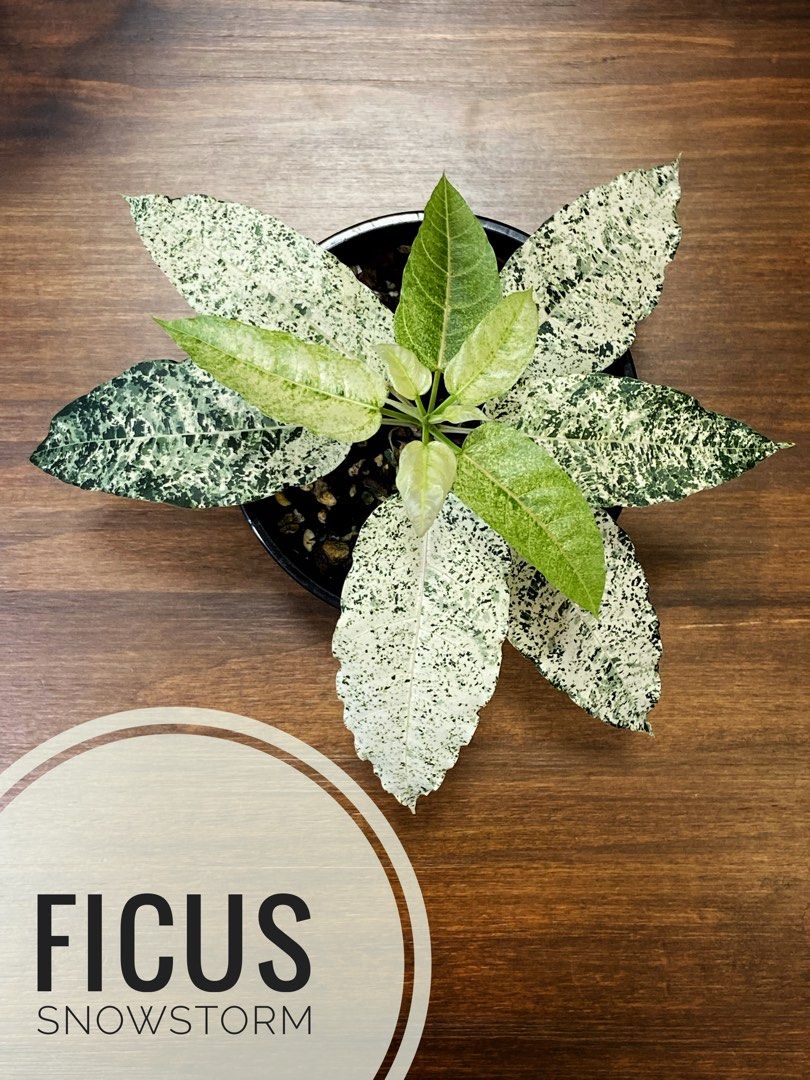 Ficus Snowstorm (top cut) - with 3 side shoots, Furniture & Home Living ...