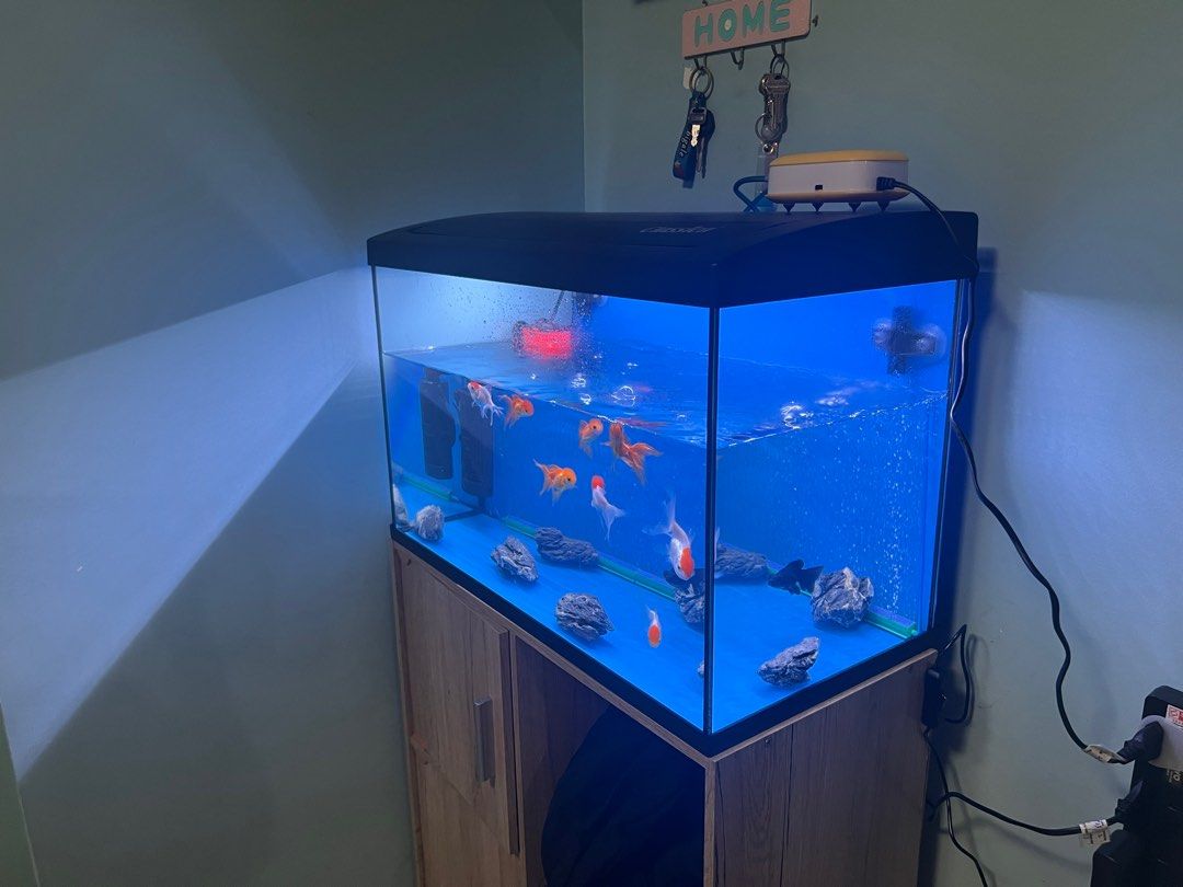 Fish tank 2FT, Pet Supplies, Homes & Other Pet Accessories on Carousell