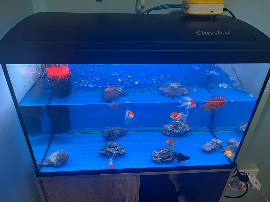 Fish tank 2FT, Pet Supplies, Homes & Other Pet Accessories on Carousell