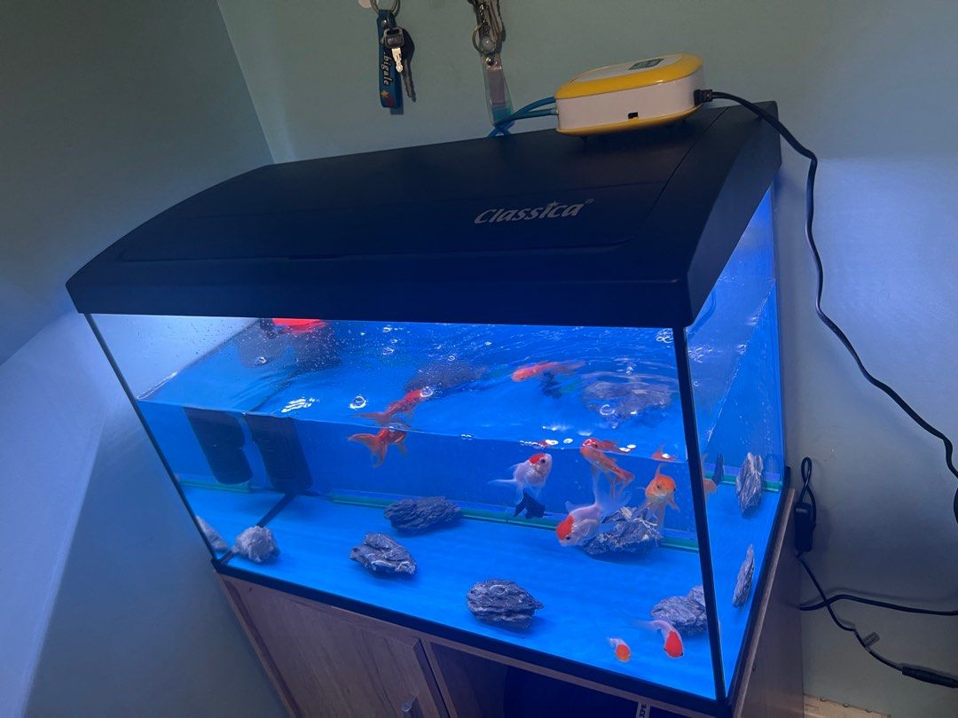 Fish tank 2FT, Pet Supplies, Homes & Other Pet Accessories on Carousell
