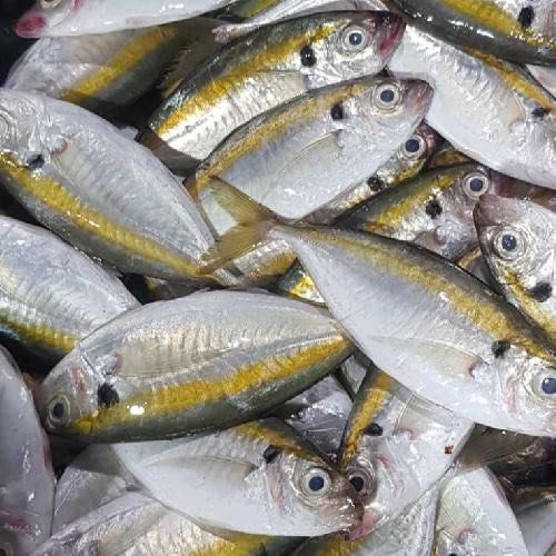 Frozen food for pet fishes!, Pet Supplies, Pet Food on Carousell