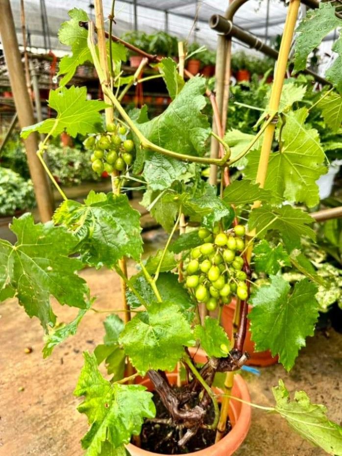Fruit Plant - Cameron Grape Vine 🍇, Furniture & Home Living, Gardening ...