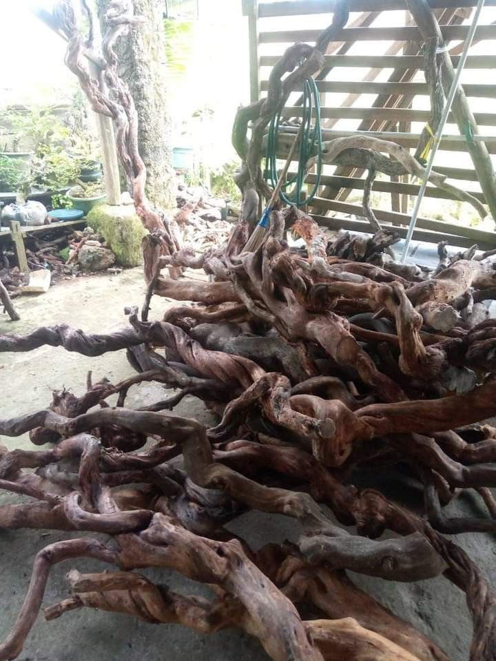 JUAL KAYU SANTIGI KAYU DEKORASI RUANG DAN OUTDOOR KAYU SANTIGI LAUT ...