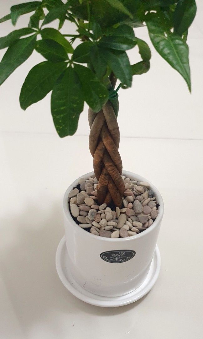 Mini Pachira potted in Ceramic pot w pebbles top up, Furniture & Home ...