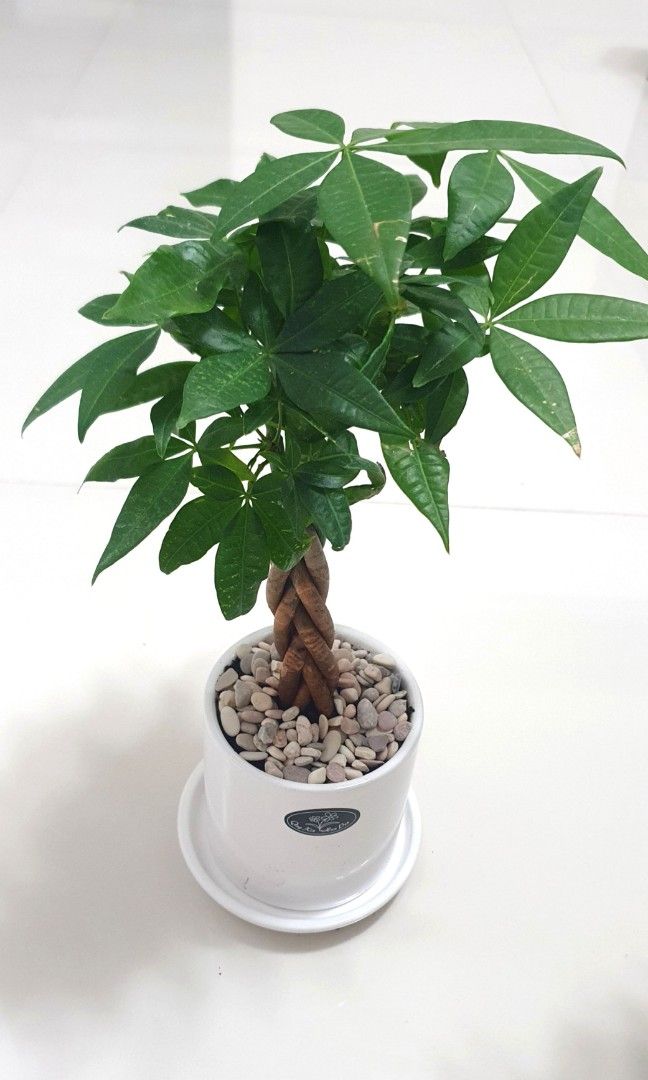 Mini Pachira potted in Ceramic pot w pebbles top up, Furniture & Home ...