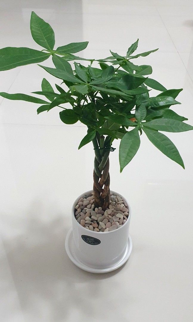 Mini Pachira potted in Ceramic pot w pebbles top up, Furniture & Home ...