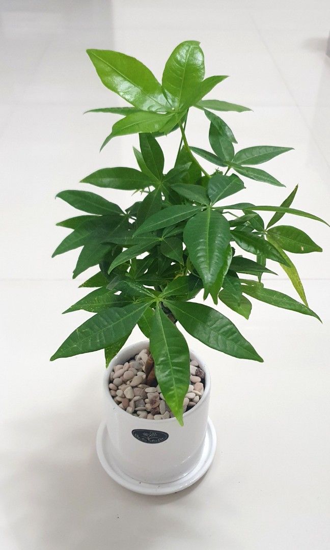 Mini Pachira potted in Ceramic pot w pebbles top up, Furniture & Home ...