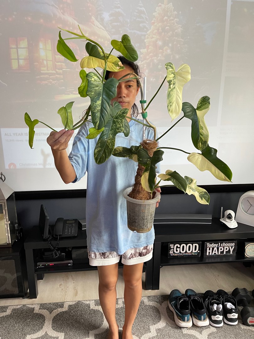 Philodendron violin variegated still growing with new nice variegated leaf, very tall still ...