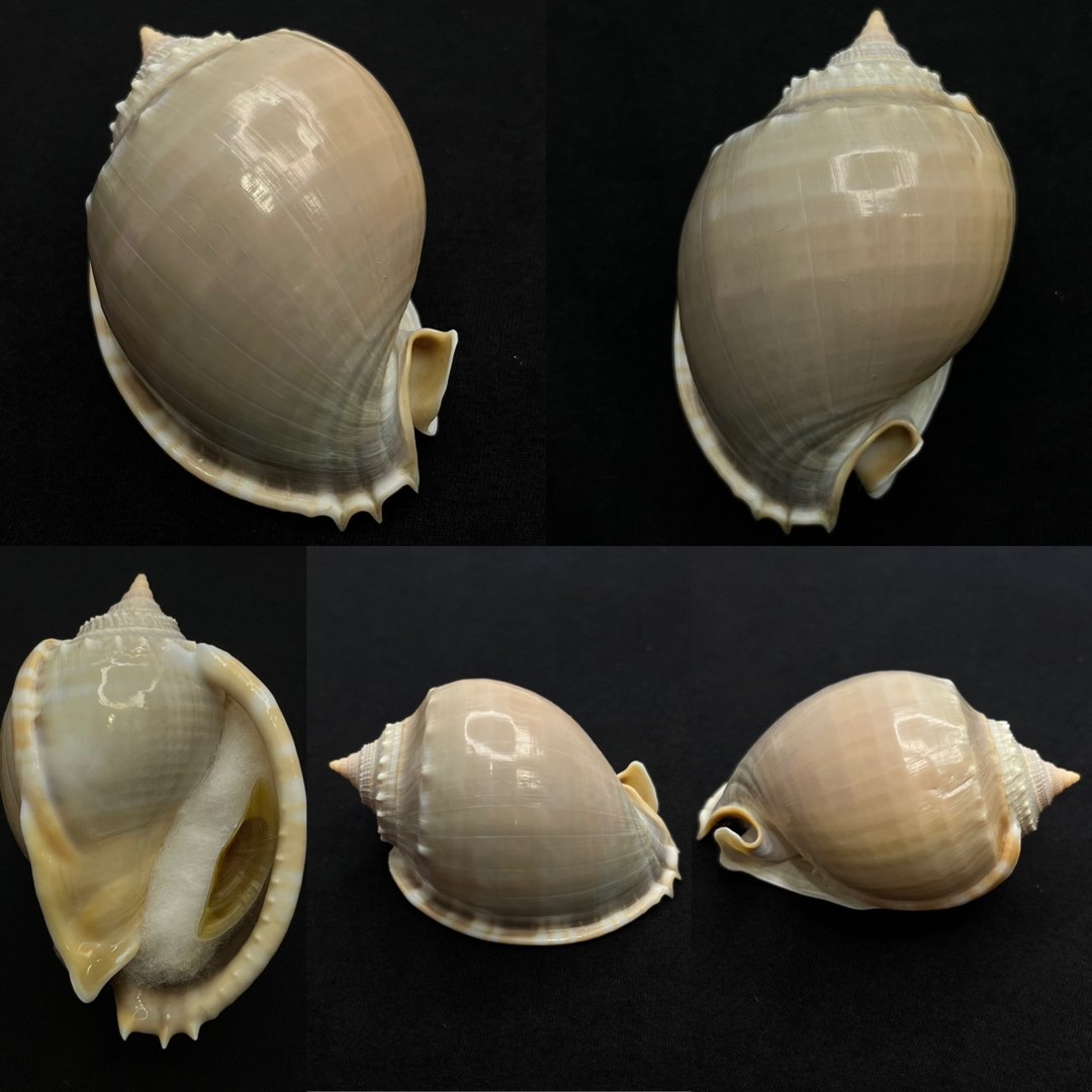 Seashell Grey Bonnet Shell, Hobbies & Toys, Memorabilia & Collectibles ...