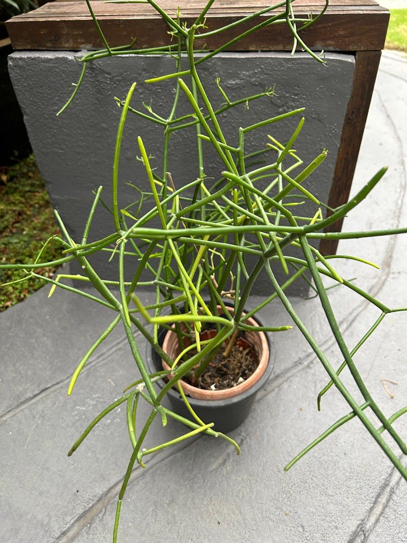 Stick cactus, Furniture & Home Living, Gardening, Plants & Seeds on ...