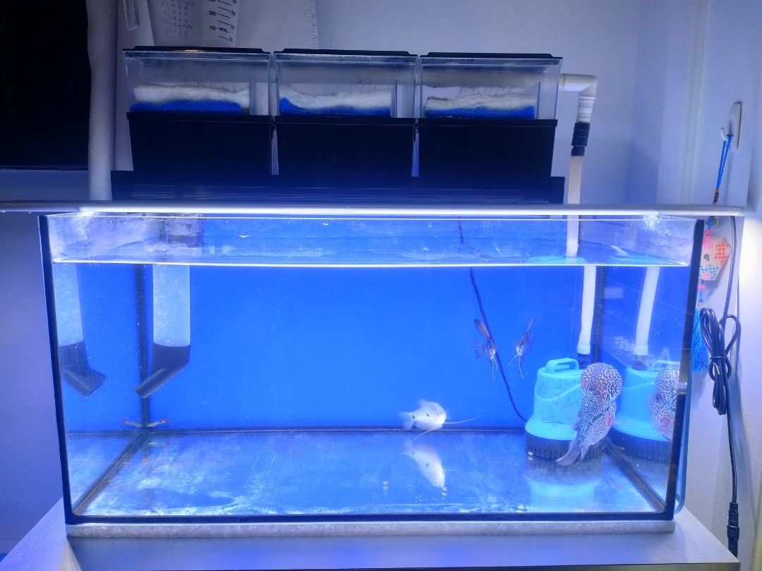 2ft fish tank set, Pet Supplies, Homes & Other Pet Accessories on Carousell