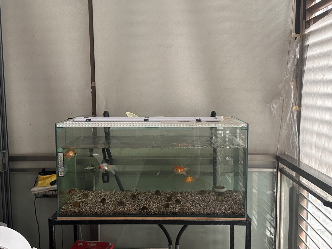 3 Feet Fish Tank, Pet Supplies, Homes & Other Pet Accessories on Carousell