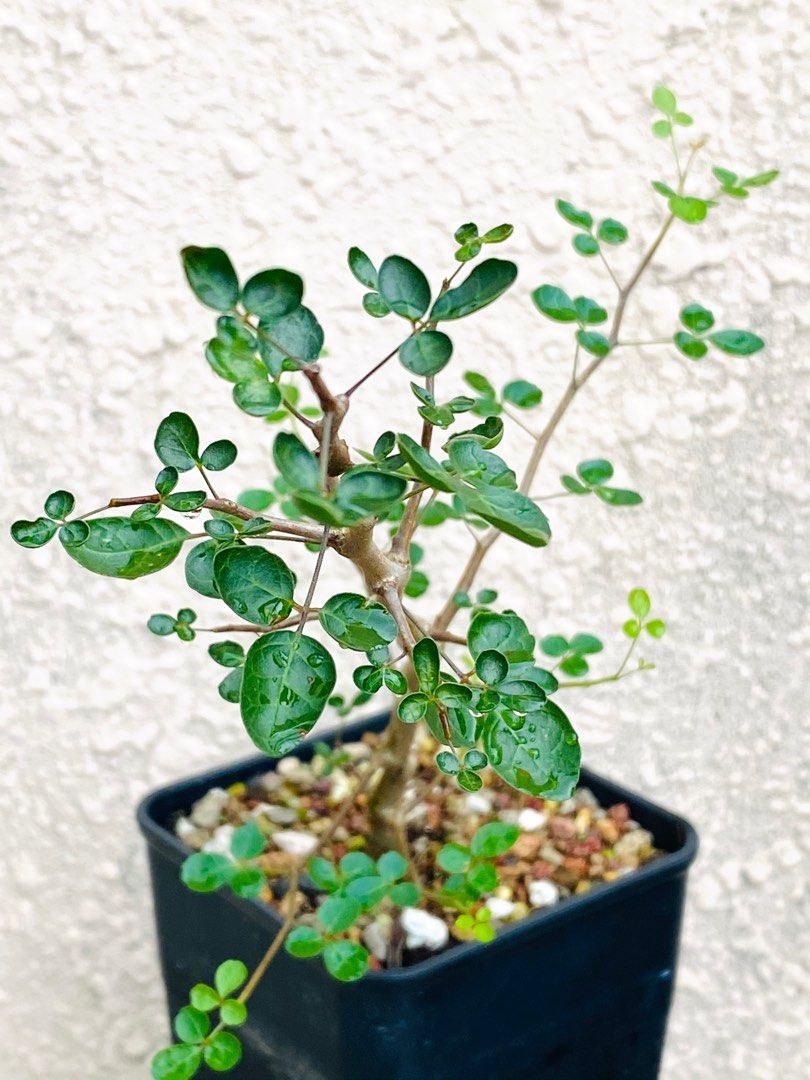 波葉橄欖 波葉沒藥 Commiphora Sinuata, 傢俬＆家居, 園藝, 盆栽 - Carousell