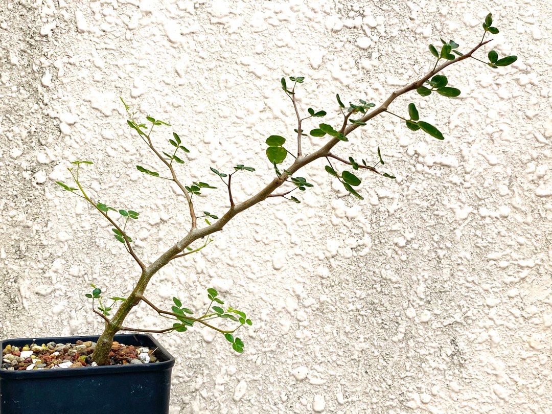 波葉橄欖 波葉沒藥 Commiphora Sinuata, 傢俬＆家居, 園藝, 盆栽 - Carousell