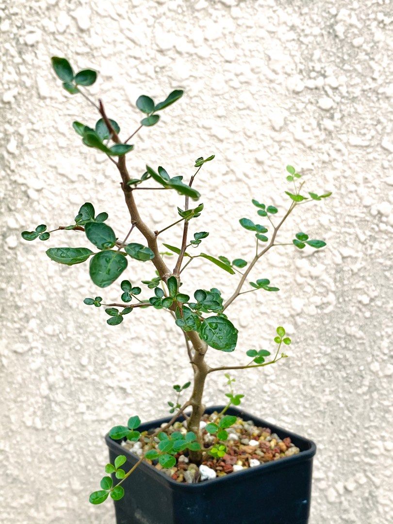 波葉橄欖 波葉沒藥 Commiphora Sinuata, 傢俬＆家居, 園藝, 盆栽 - Carousell