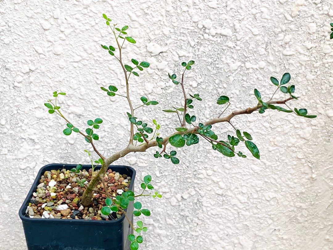波葉橄欖 波葉沒藥 Commiphora Sinuata, 傢俬＆家居, 園藝, 盆栽 - Carousell