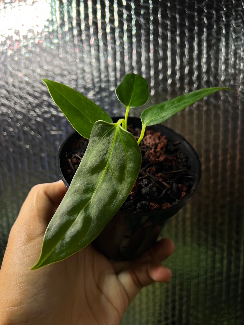 Anthurium Portillae Indo, Furniture & Home Living, Gardening, Plants ...