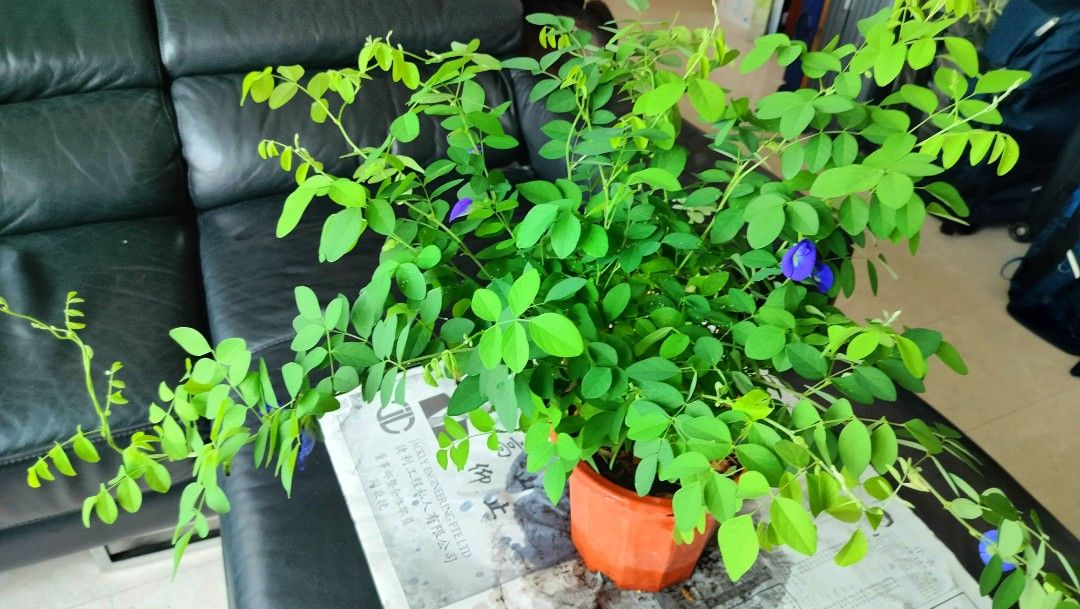 Butterfly blue peas flowers, Furniture & Home Living, Gardening, Plants ...
