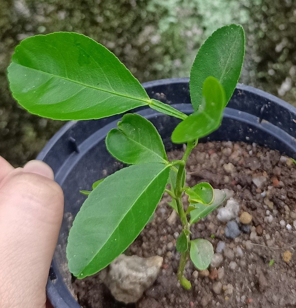 Calamansi seedling, Furniture & Home Living, Gardening, Plants & Seeds ...