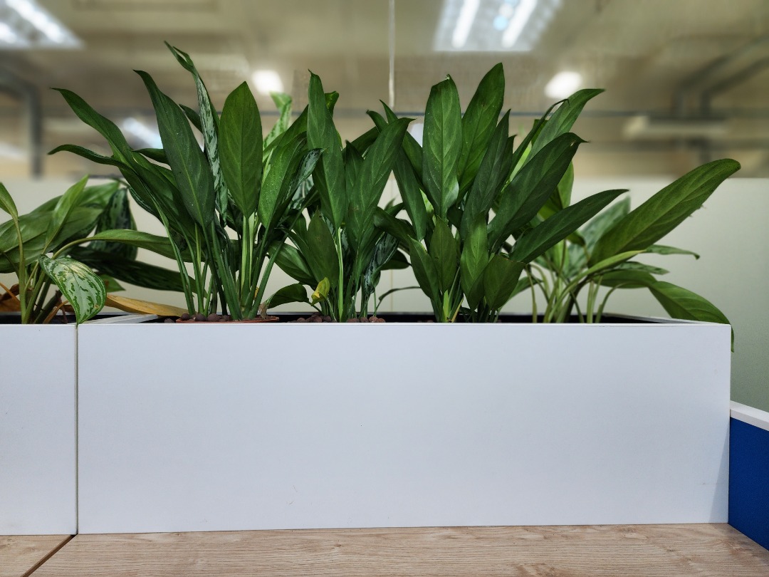 Planter Box in melamine finish with fibreglass, Furniture & Home Living ...