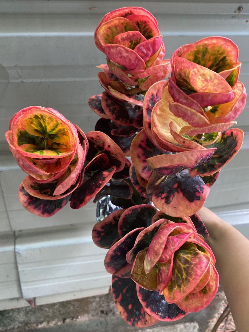 Rose Crotons on Carousell