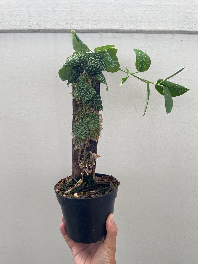 Scindapsus Snake Scale Plant, Furniture & Home Living, Gardening ...