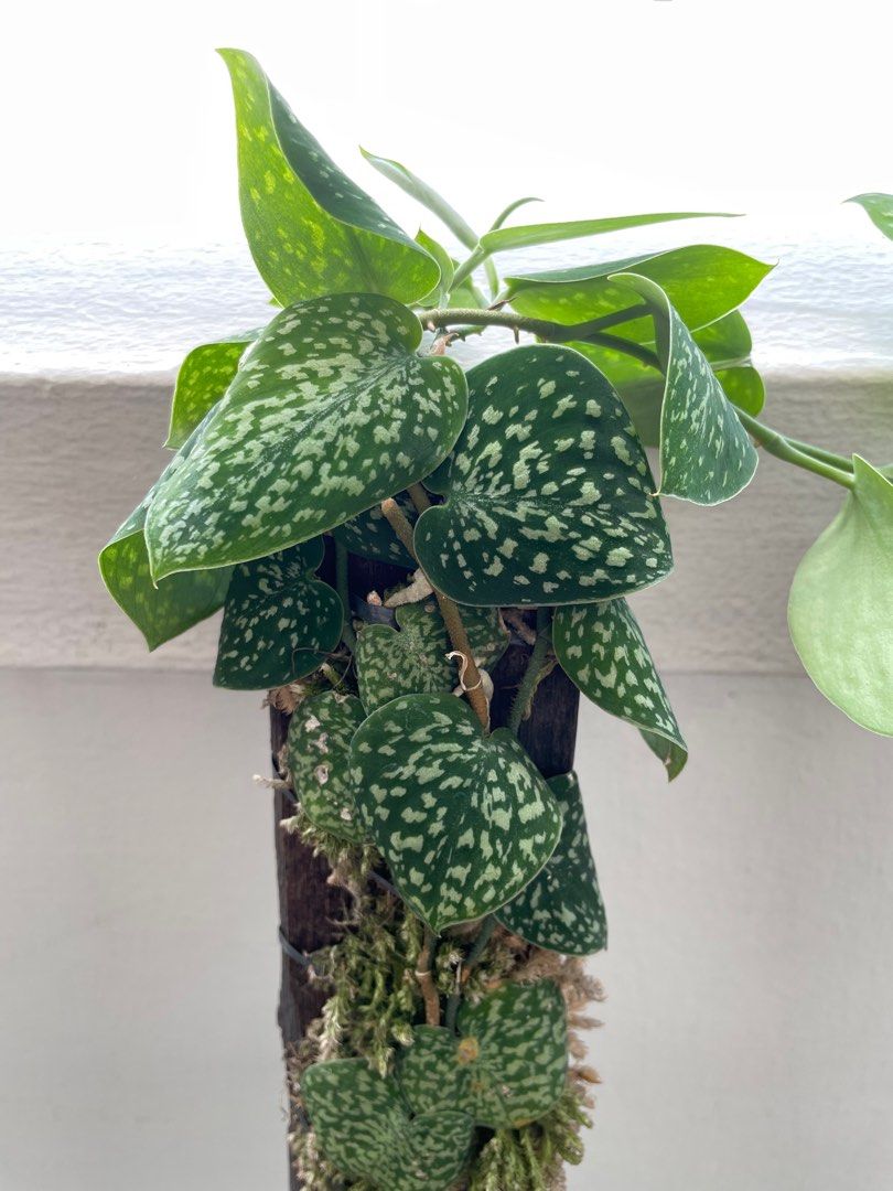 Scindapsus Snake Scale Plant, Furniture & Home Living, Gardening ...