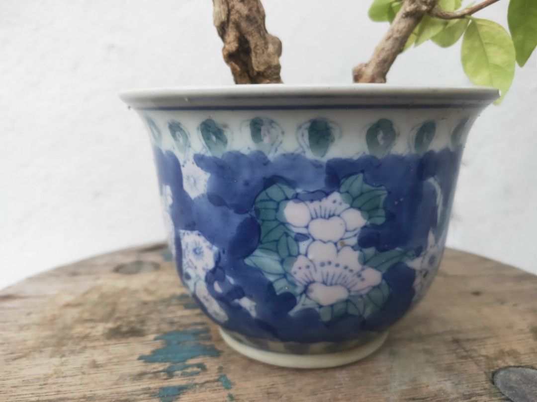 V-shaped water jasmine (shui mei) bonsai plant in floral ceramic pot ...