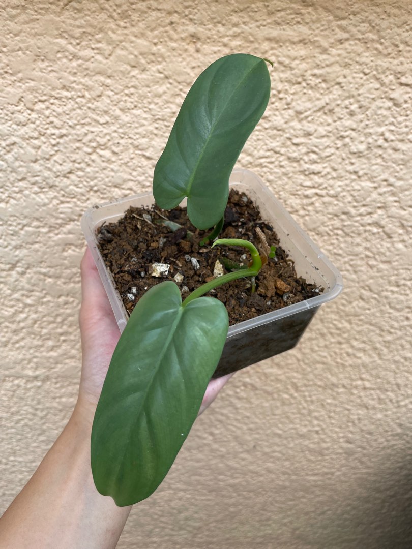 Budget Meal Top Cut Reverted Juvenile Philodendron Bipennifolium Bipen ...