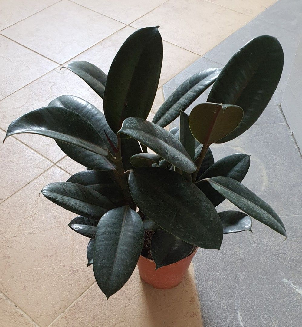 Ficus Elastica Red, Furniture & Home Living, Gardening, Plants & Seeds ...