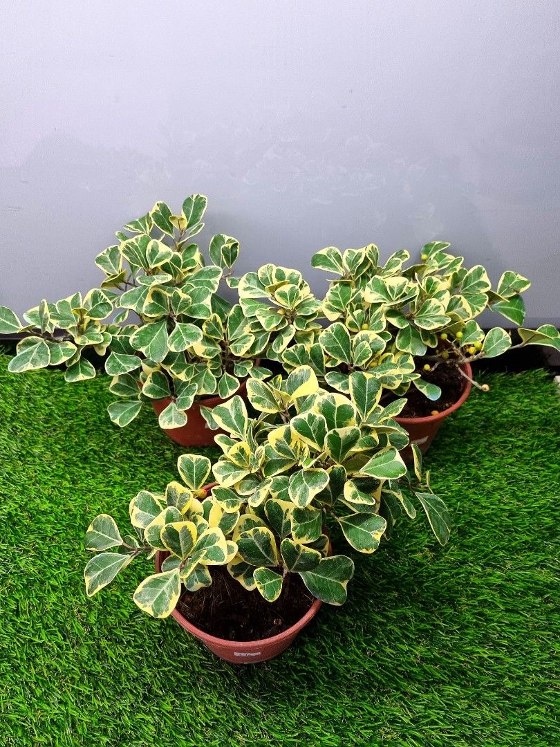 Ficus Triangularis Variegated, Furniture & Home Living, Gardening ...