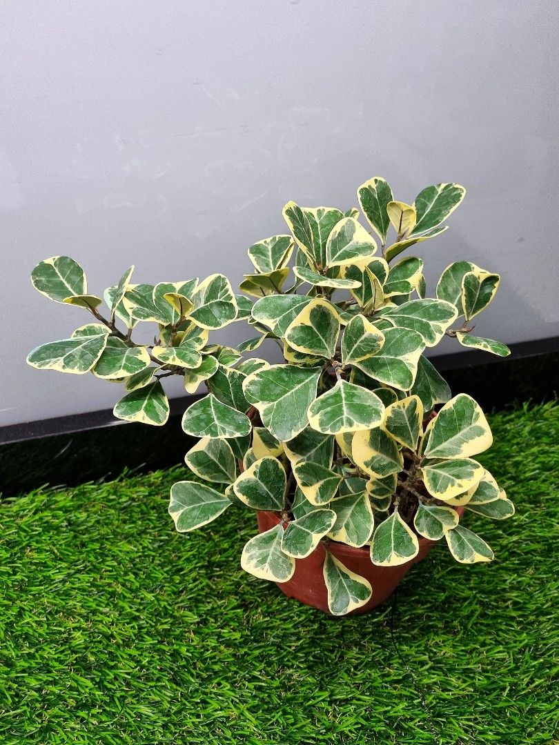 Ficus Triangularis Variegated, Furniture & Home Living, Gardening ...