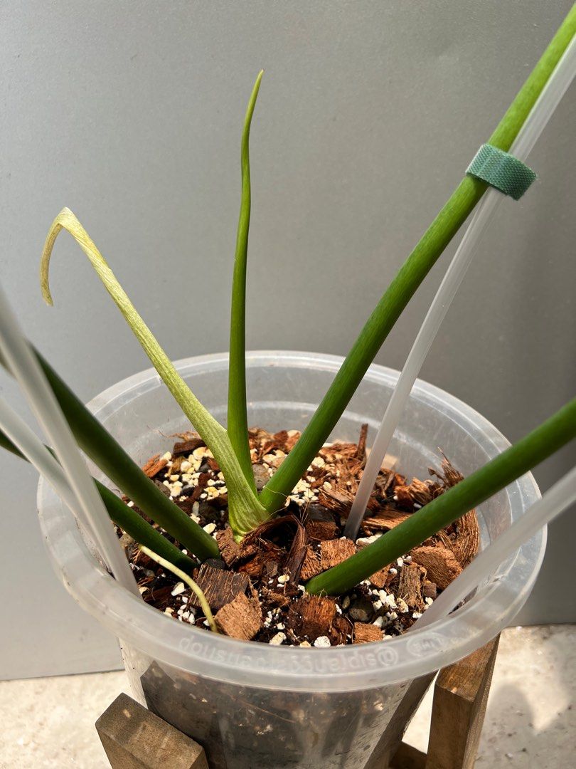 Philodendron Bob Cee variegated, Furniture & Home Living, Gardening ...